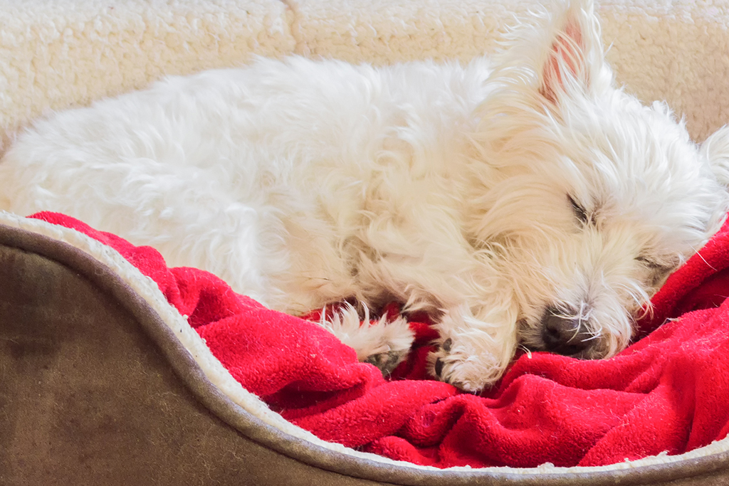 Westies & Besties Magazine | Behaviour | Getting Pets to Sleep